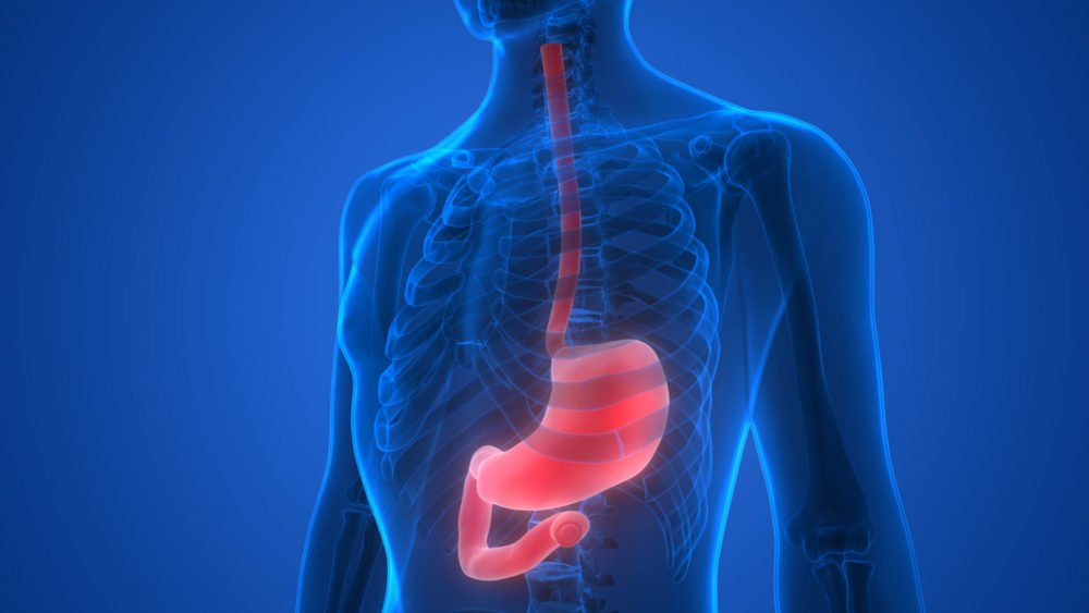 The Slow Transit: Nutrition For Gastroparesis | Dietitians On Demand Blog